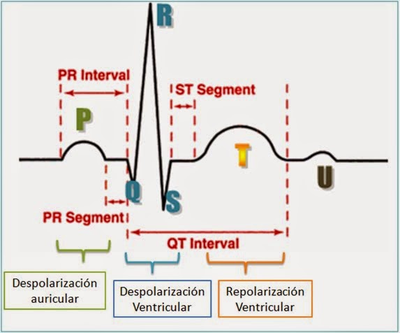 Interpretacion EKG: FISIOLOGÍA CARDÍACA.