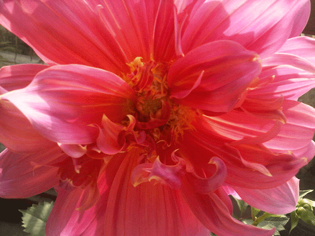 Dhara...The Earth...An Indian gardening blog