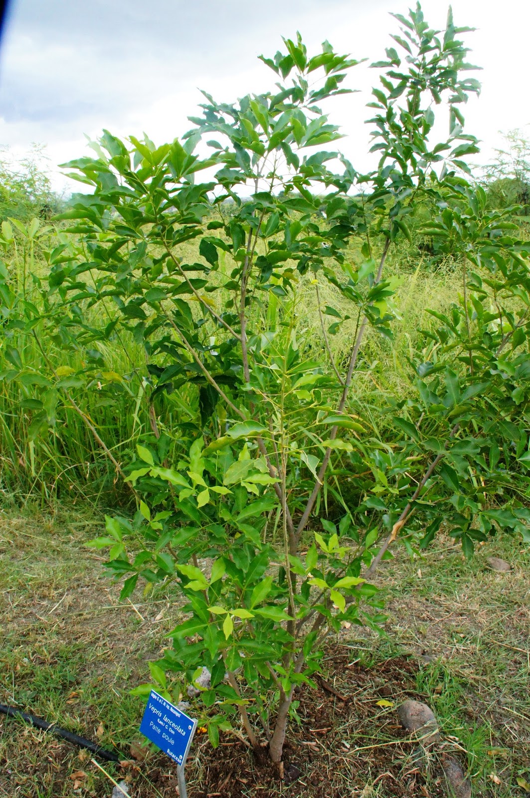Sentier botanique du Legta de Saint Paul