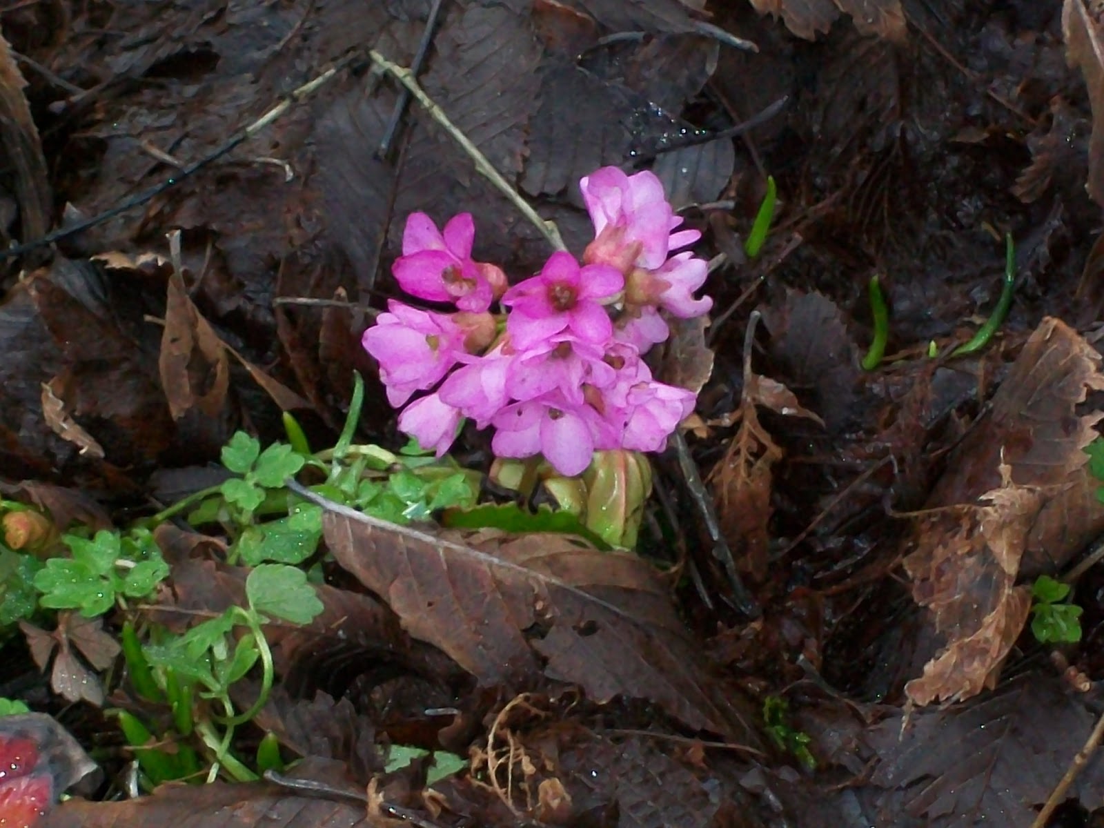 Vancouver Voyager: Sales and Murder