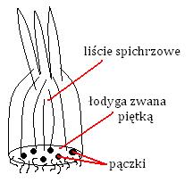 Biologia - nauka o życiu: Łodyga i pęd.