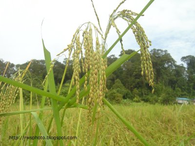 Mengenal Hewan dan Tumbuhan: Nama Ilmiah Padi