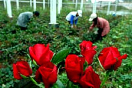 Gema Wirausaha: Cara Budidaya Bunga Mawar