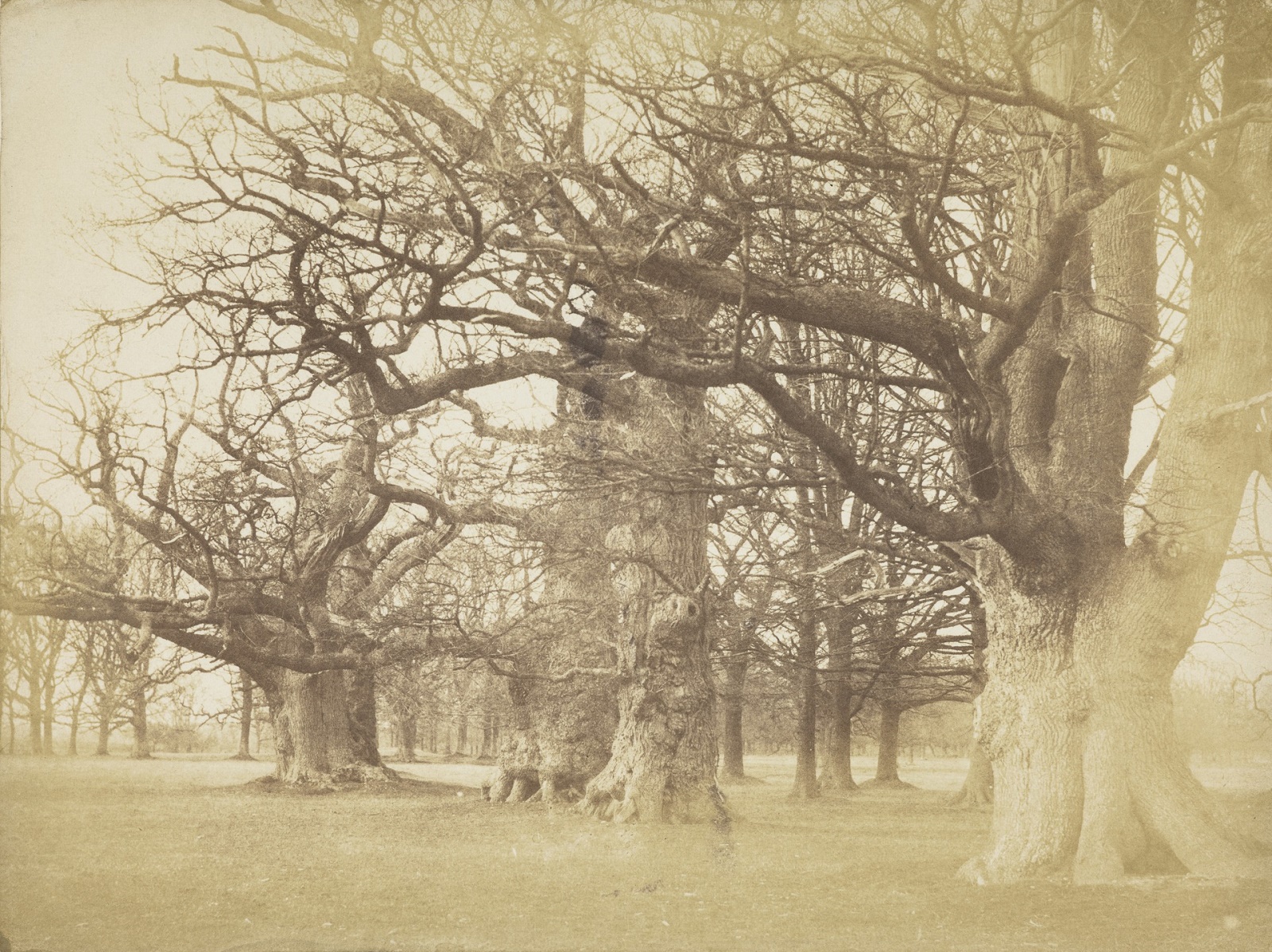 Spencer Alley: Stupendous Trees Alive in the Nineteenth Century
