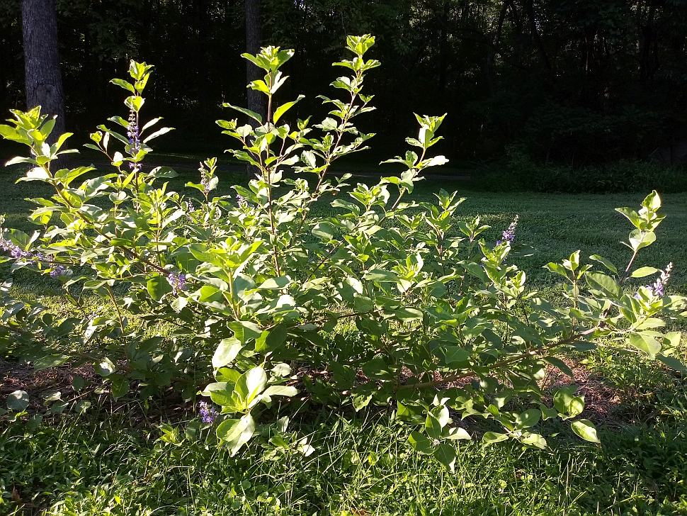 Future Plants by Randy Stewart: Vitex - the Chaste Tree family