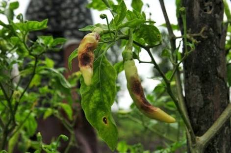 6 Hama Tanaman Cabe dan Cara Pengendaliannya | Tanaman Magz