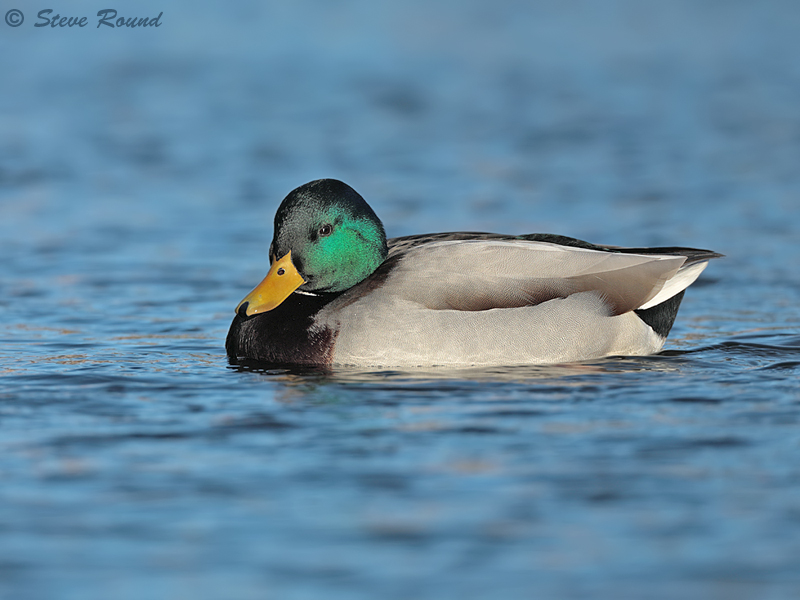 Steve Round Wildlife Photography: 2019