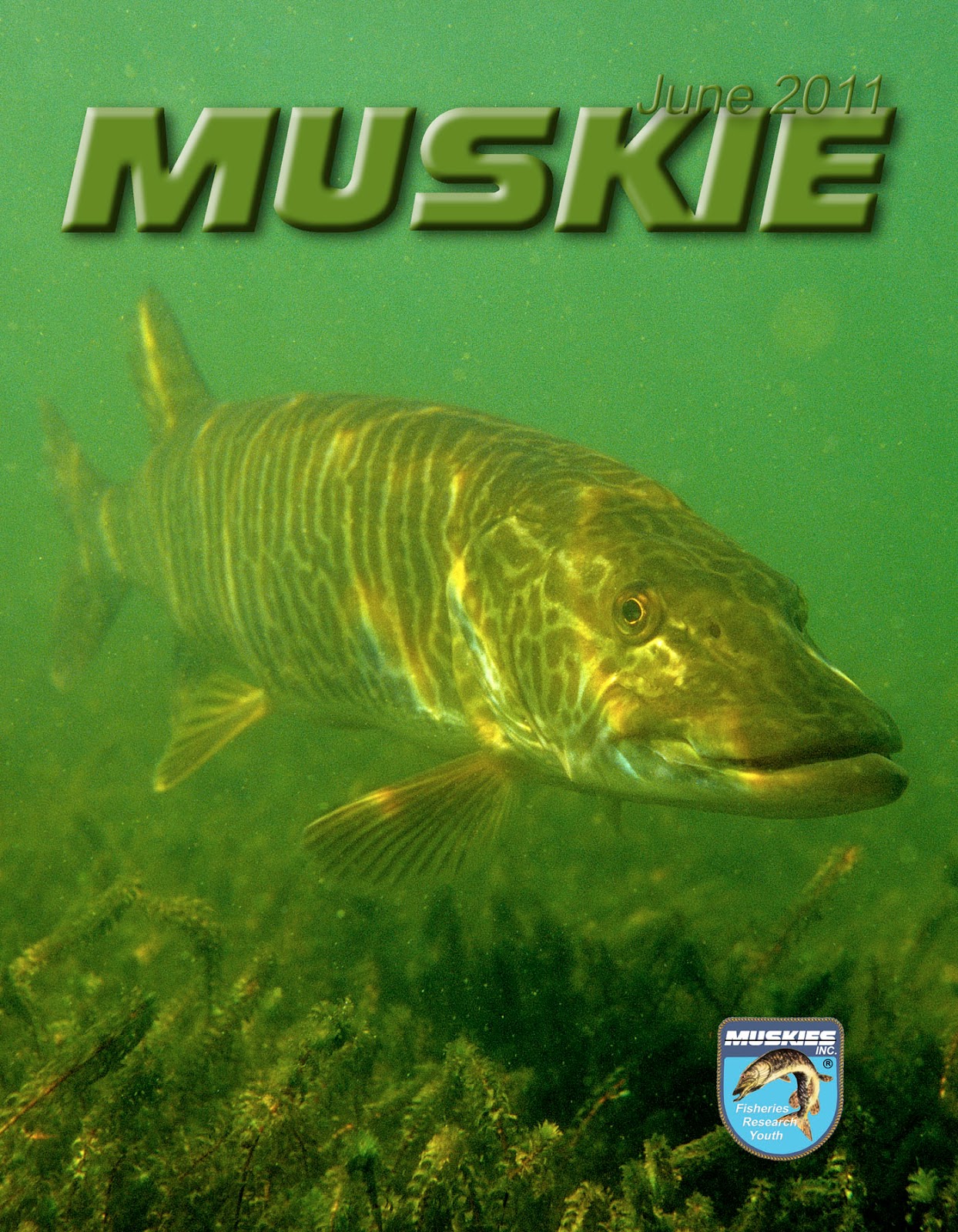 Engbretson Underwater Photography: Do Muskies Eat Walleyes?
