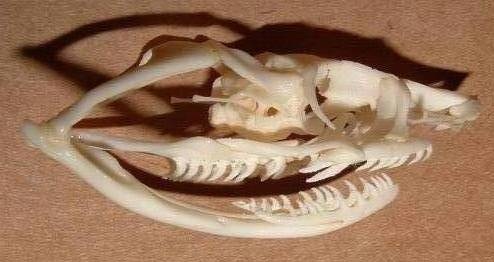 Biology of the Reptilia: Blog Entry 6: Serpentes/Ophidia: Brad and Michele