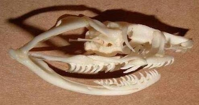 Biology of the Reptilia: Blog Entry 6: Serpentes/Ophidia: Brad and Michele