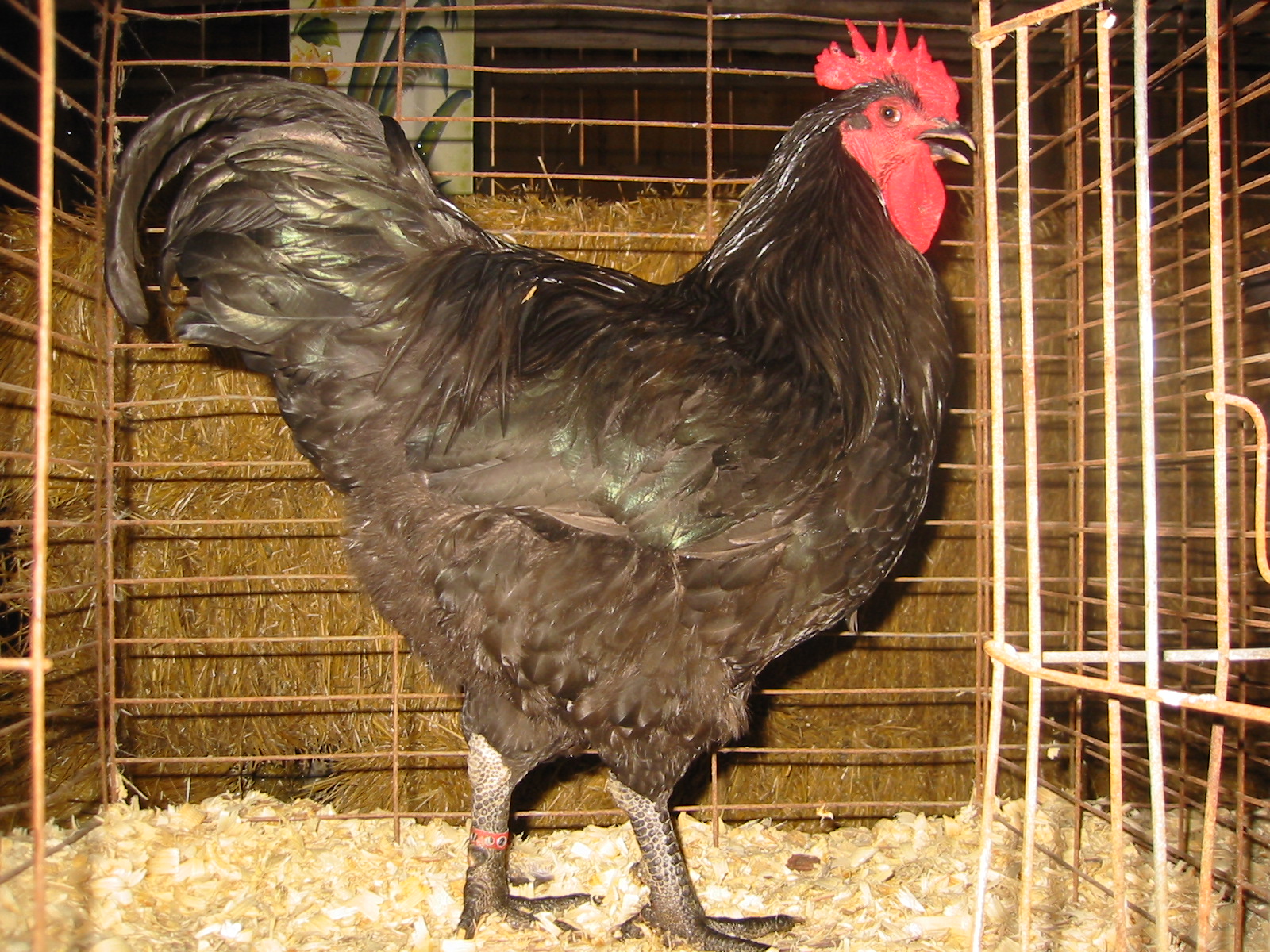 Java breeders: Black Javas