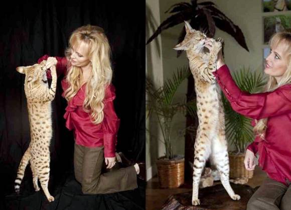Worlds Tallest Cat