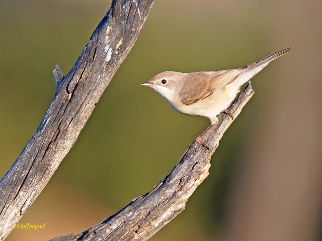 Miguel fotografia: Currucas Sylvia (animal)