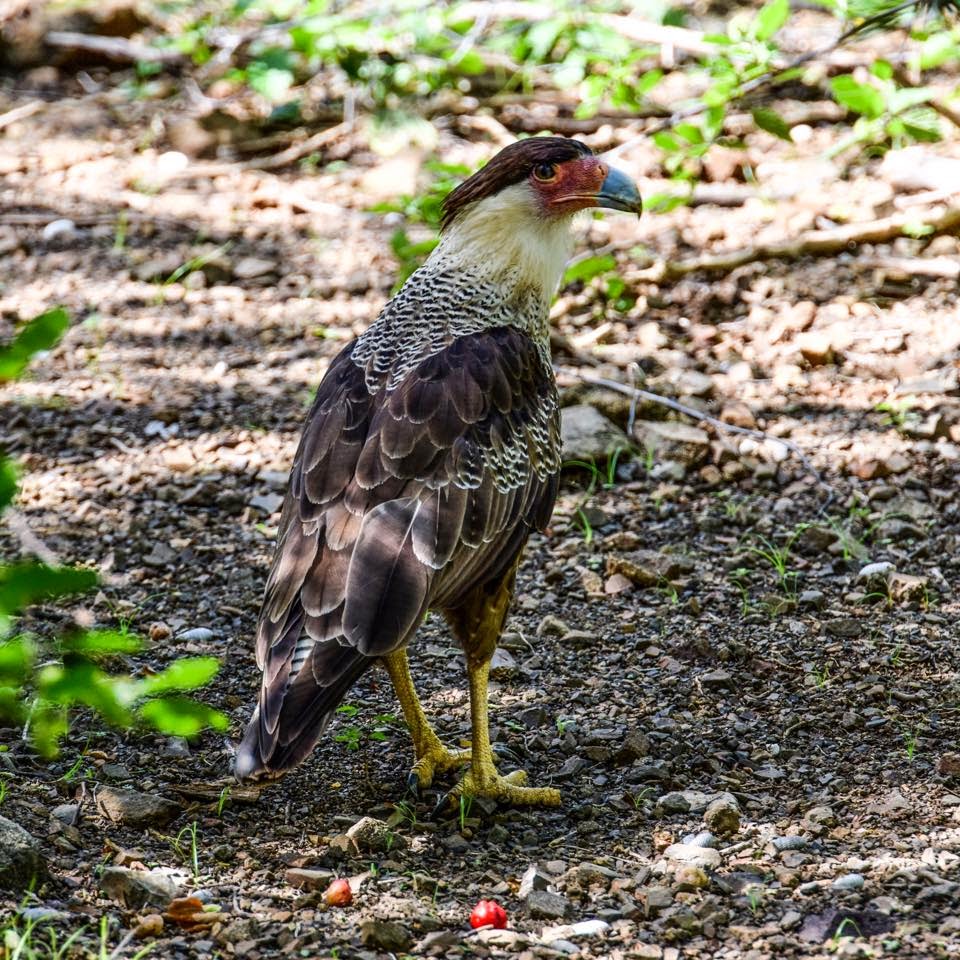 Hiking Curaçao - Flora and Fauna: Shimaruku berries