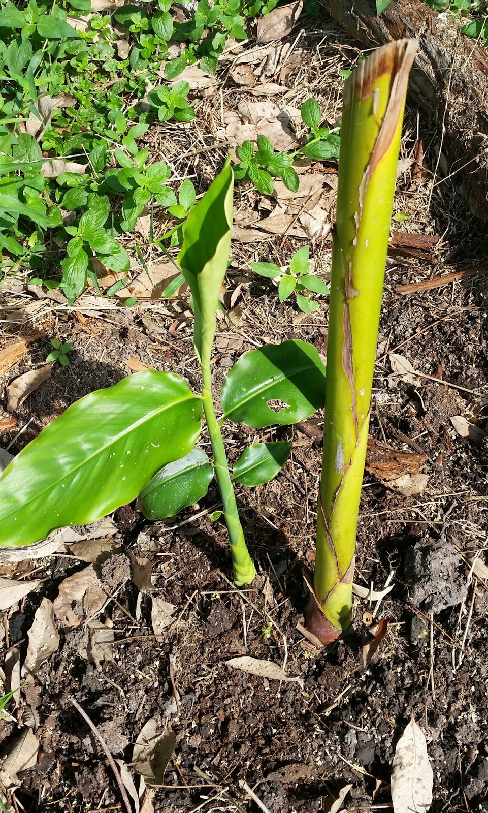Warisan Petani: Tanaman Pokok Kantan 2.