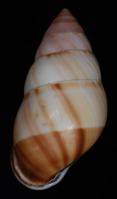 Dr. Lee's Gallery Museum: Amphidromus inversus annamiticus 56.25mm ...