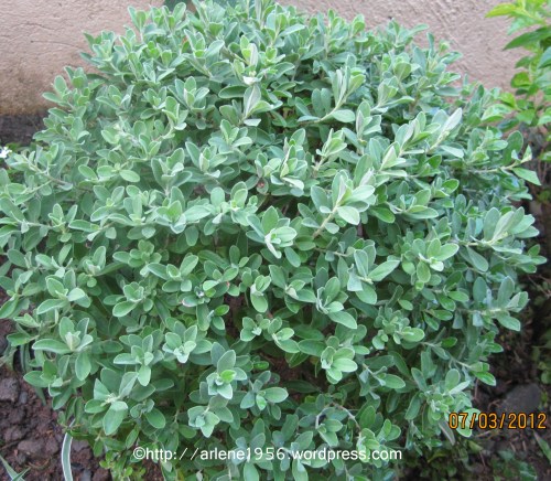 Green Dust For Sale | kinds of ornamental plants