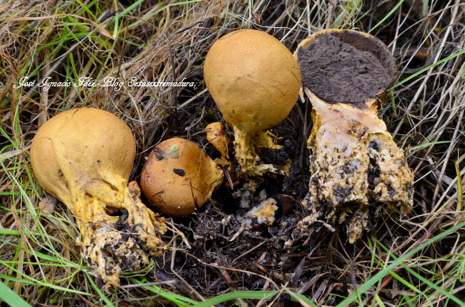 Setas Extremadura : Scleroderma meridionale