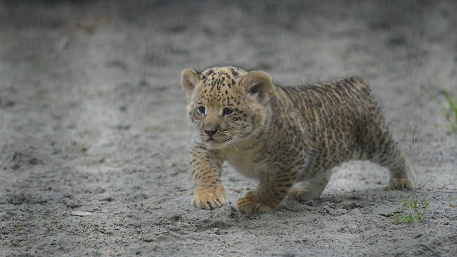 Liger Cubs