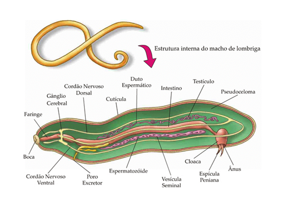 Sistema Excretor Dos Nematelmintos - BRUNIV