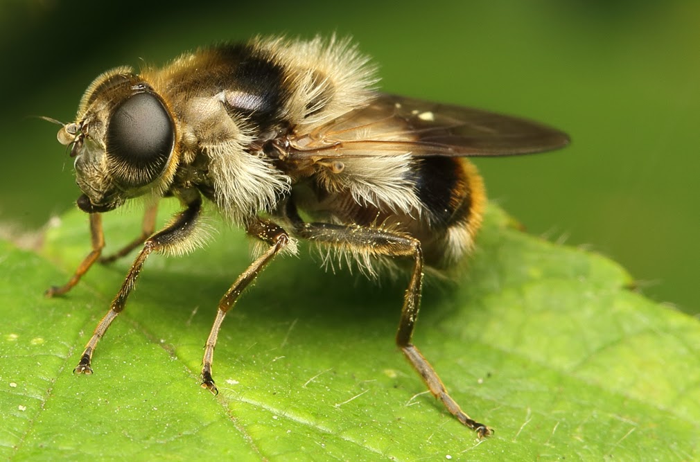 JJ's Photographic nature blog: A sting in the tail...