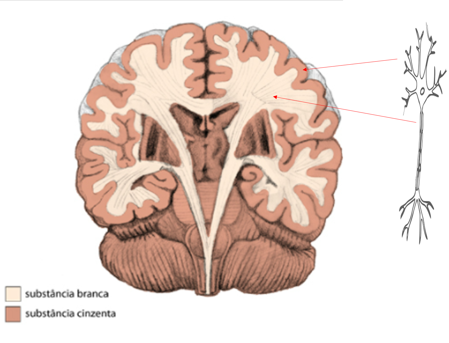 Plantando Ciência: Introdução à Neuroanatomia e Neurofisioloiga