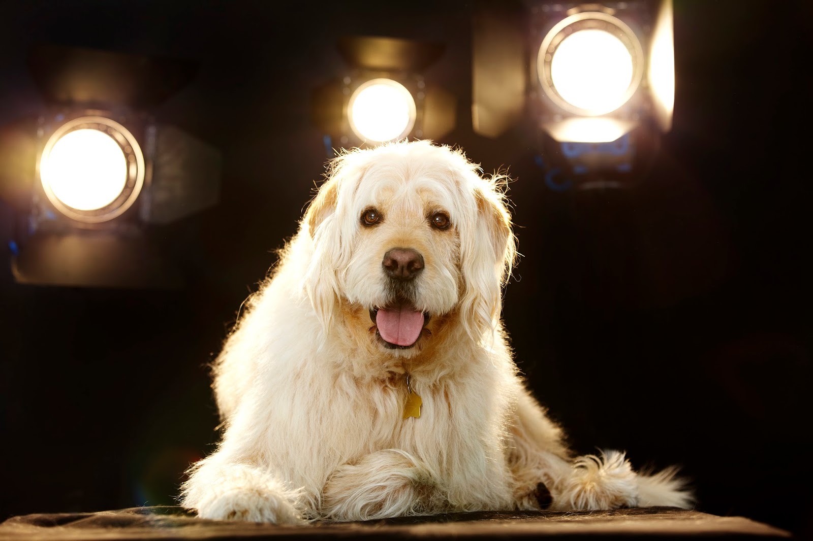 8 Fun Facts about Bocker the Labradoodle - simpple019