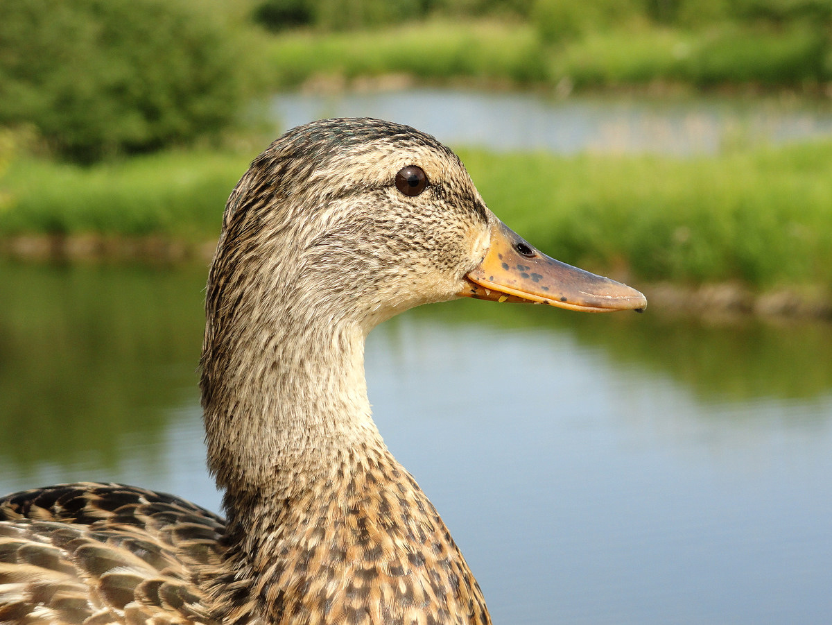 Wanderin' Weeta (With Waterfowl and Weeds): Smiling duck
