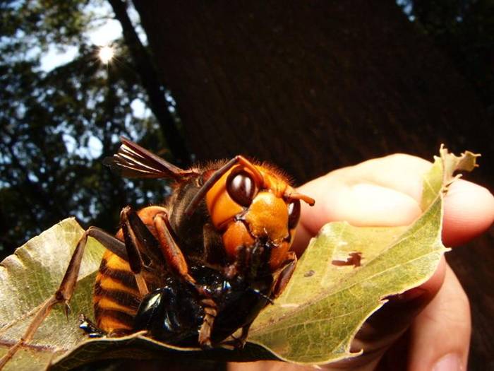 [UAH] 8 Most Dangerous Insects-- tourist advise none from Africa ...