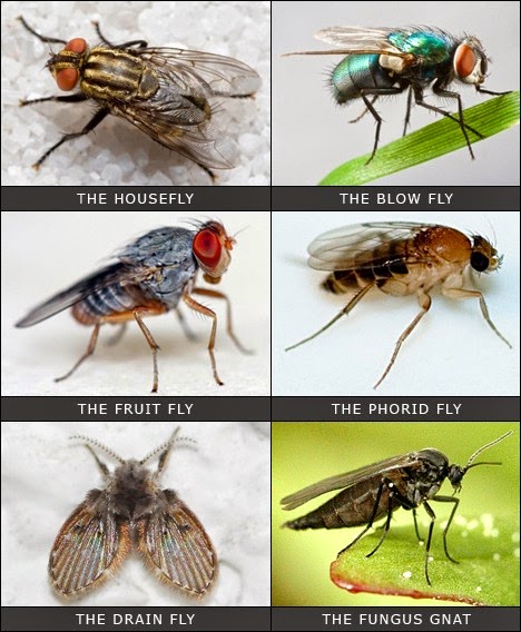 MPD3223_VECTOR AND PEST CONTROL: March 2015