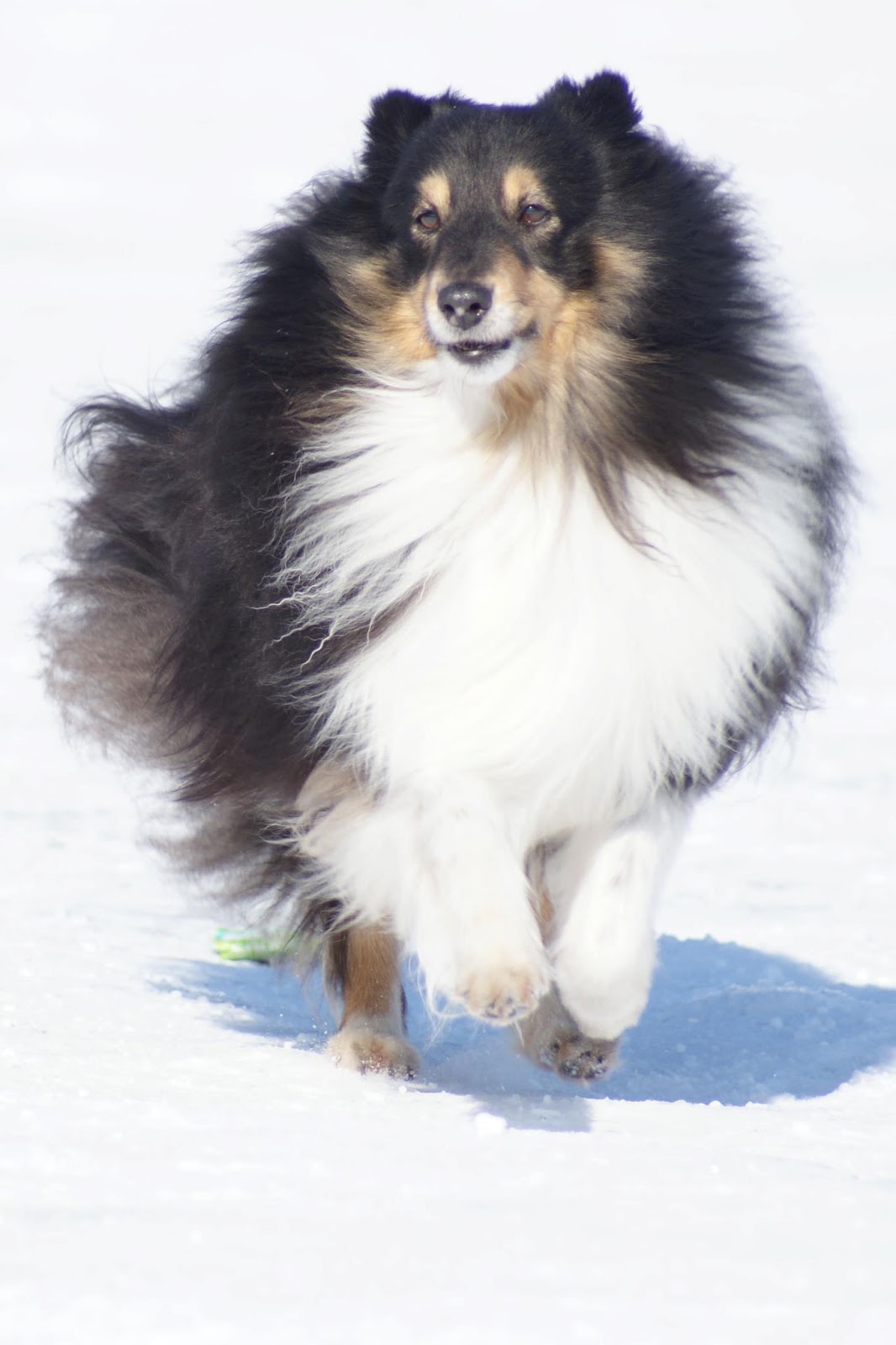 Kennel Sabletail's: Päivän myöhässä