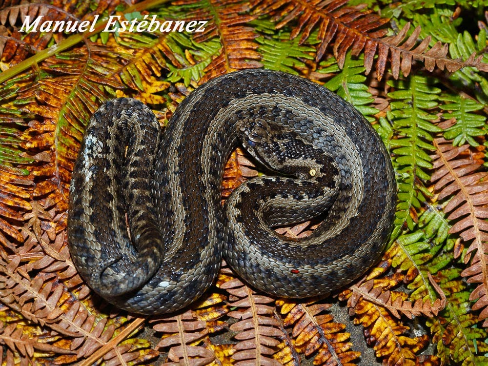 Miradas Cantábricas: Víbora de Seoane o cantábrica (Vipera seoanei ...