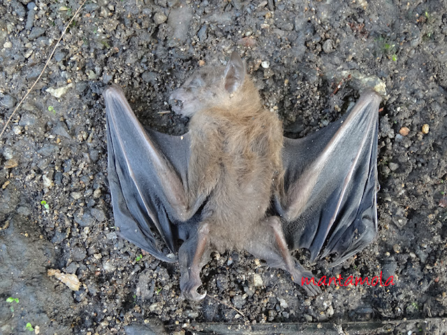 manta blog: Common Fruit Bat - RIP