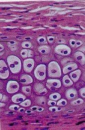 HISTO-EMBRIOLOGIA: TEJIDO CARTILAGINOSO