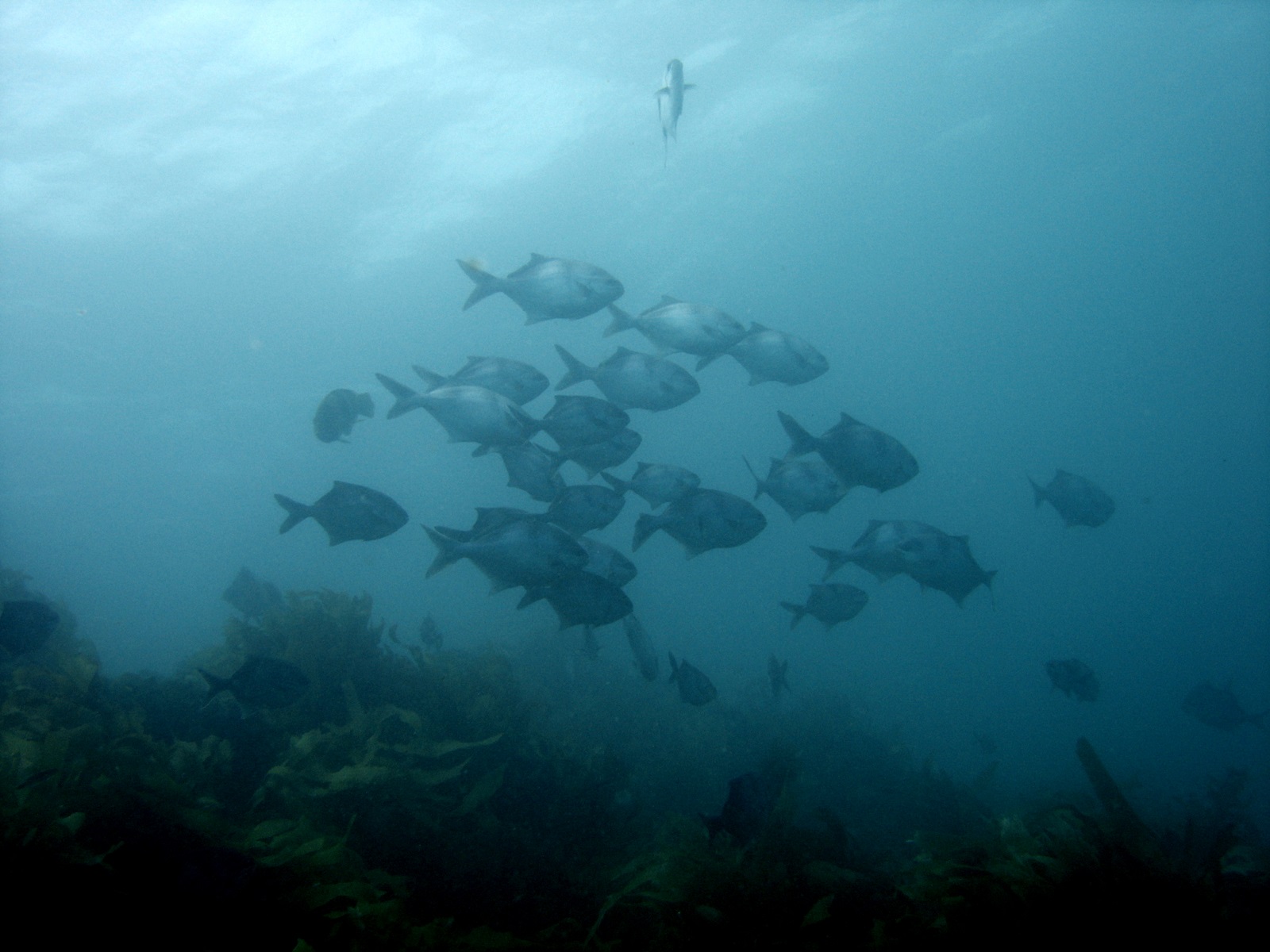 Real Monstrosities: Sea Sweep