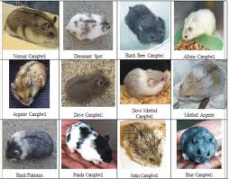 Syrian Hamster Colors And Patterns