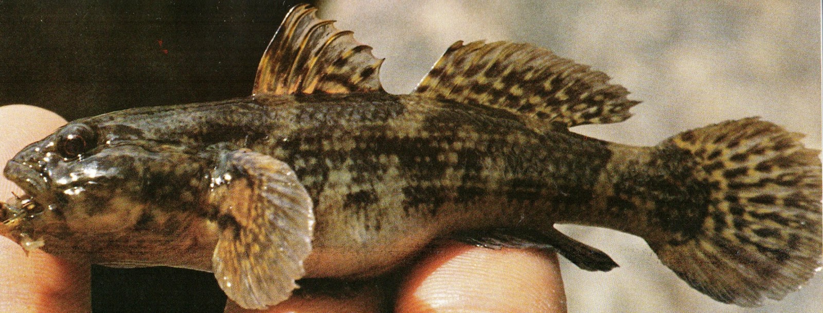 Revista Aruanã Lazer e Esporte no Meio Ambiente: DICIONÁRIO ARUANÃ ...