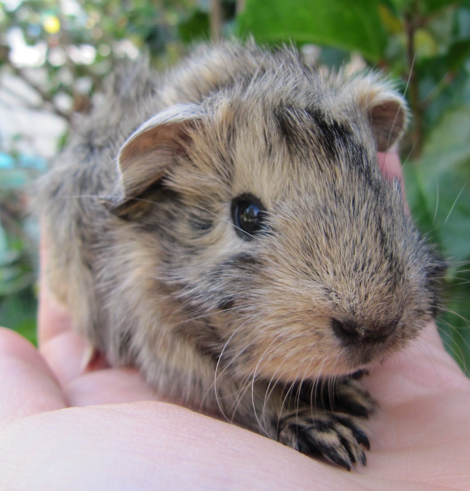All Things Guinea Pig: More baby Updates