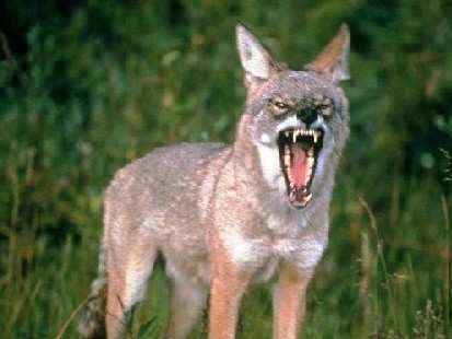 Eight More Miles: Bird Dogs, Coyotes, and Bears... Oh My!