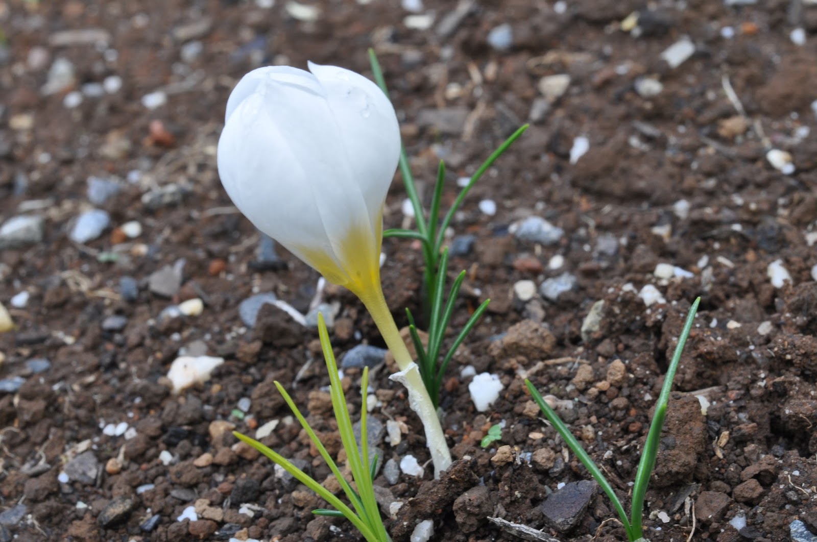 Alpine Garden Society Victorian Group: Crocus Autumn Flowering.
