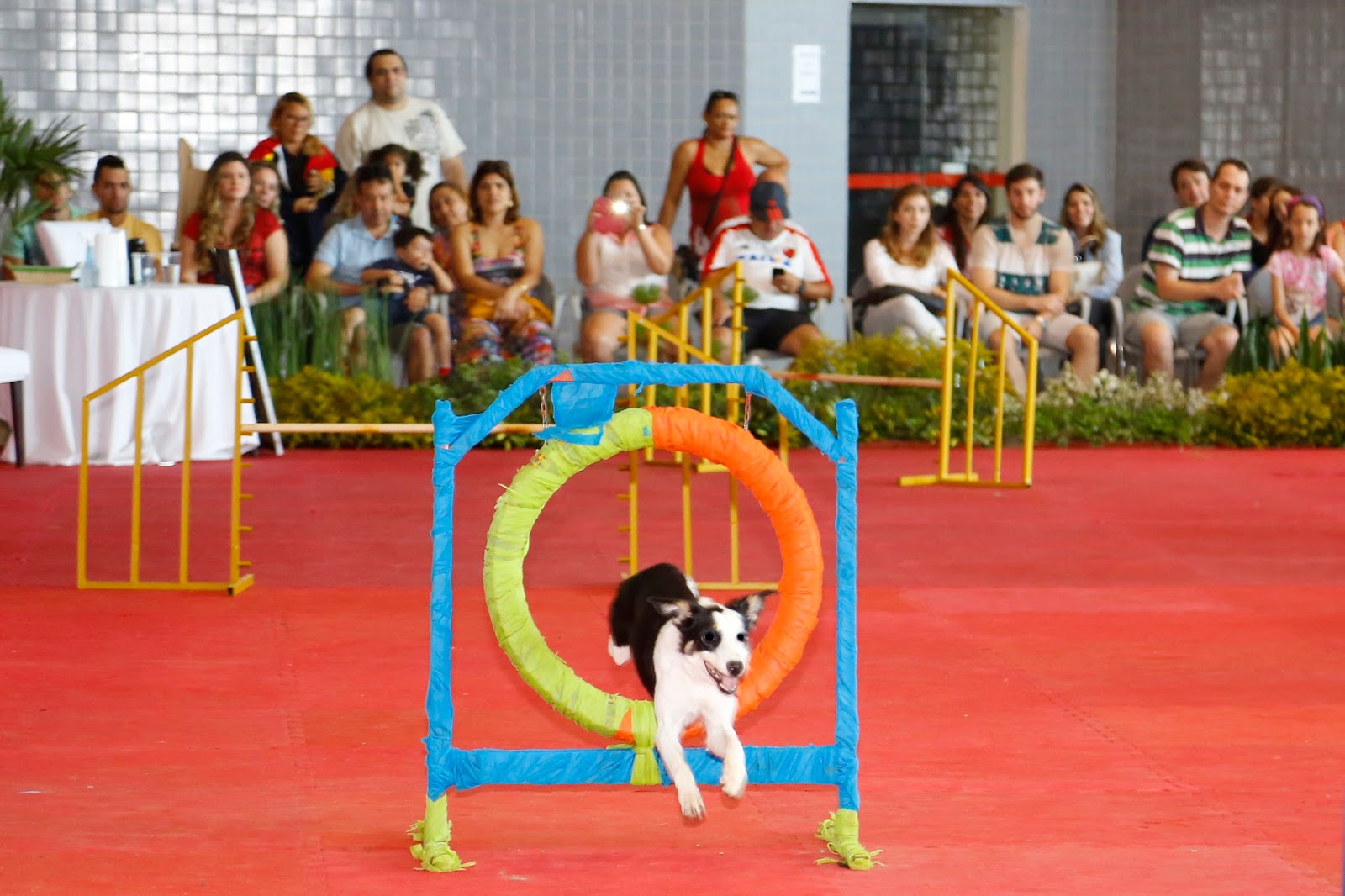 Está chegando o Brasília Dog Weekend - Blog da Gisa