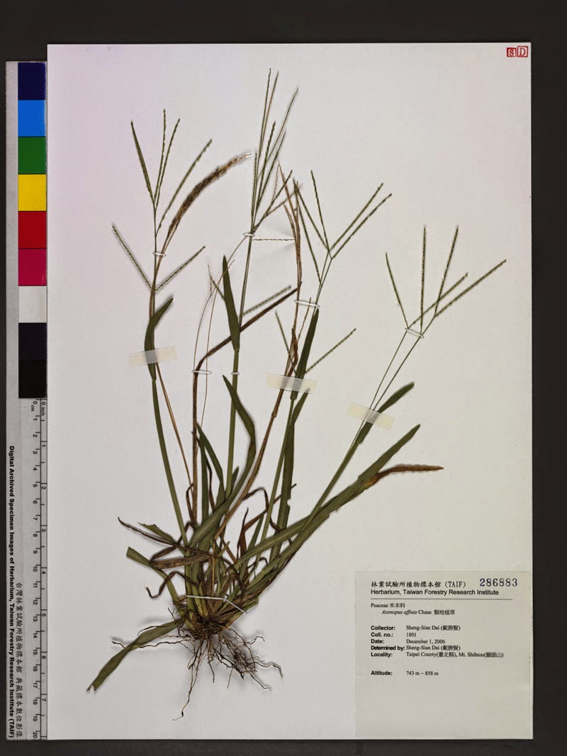 Flora de Puerto Rico Ilustrada Papo Vives: POACEAE AXONOPUS AFFINIS