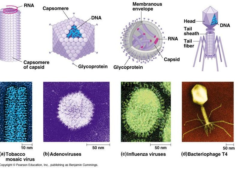 Ekim 2018 - Microbiology Laboratory Turkey