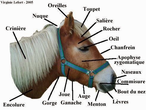 Équiloo: Les parties du corps du cheval
