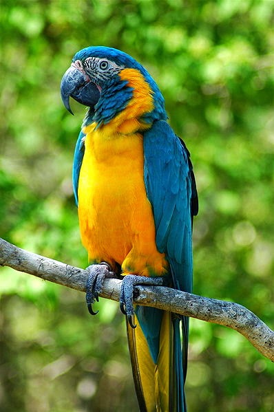 Mengenal Burung Macaw, Si Cantik yang Mahal Banget | Planet Kicau