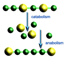 The Food Guru: The War Against Catabolism