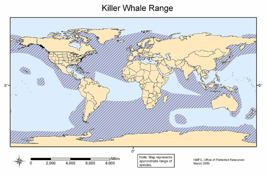 BIO227Fall2015.01: Save the Killers: Orca Whale Endangerment