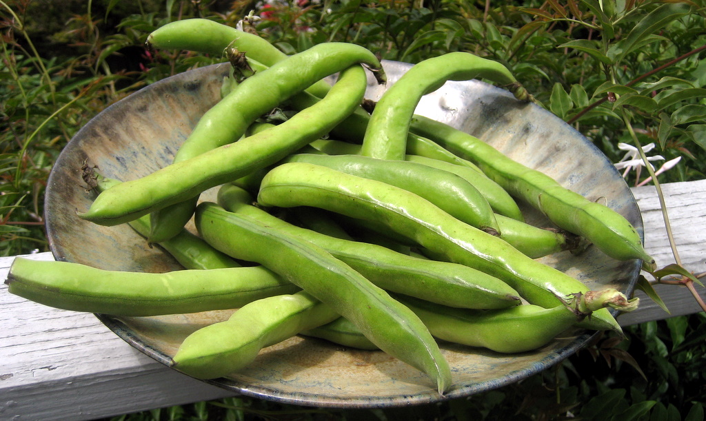 The Incredible Shrinking Fava Bean – Slices of Blue Sky