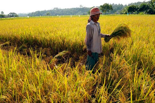 Rice yield:Increases or decreases: Increase or decrease of Rice yield ...
