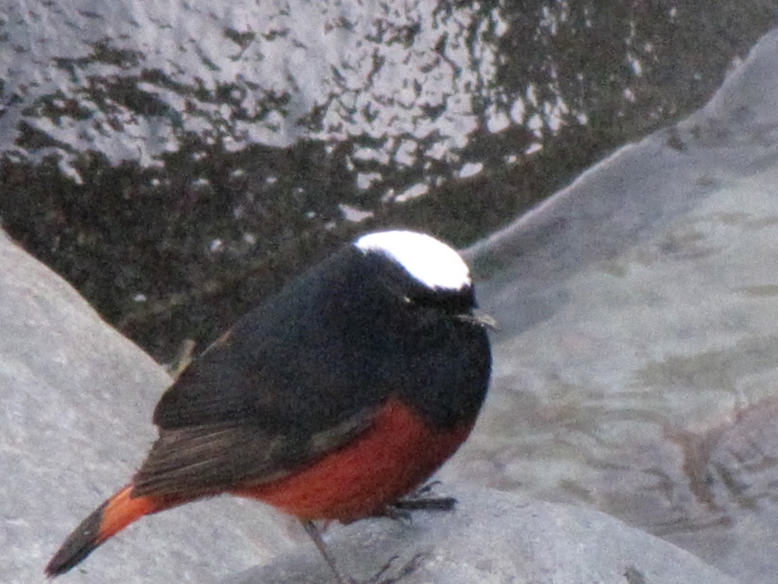 Call Of The Wild: The Little Round Bird